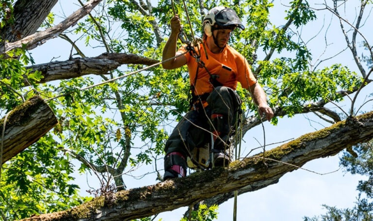 Los fundamentos básicos para realizar una tala de árboles